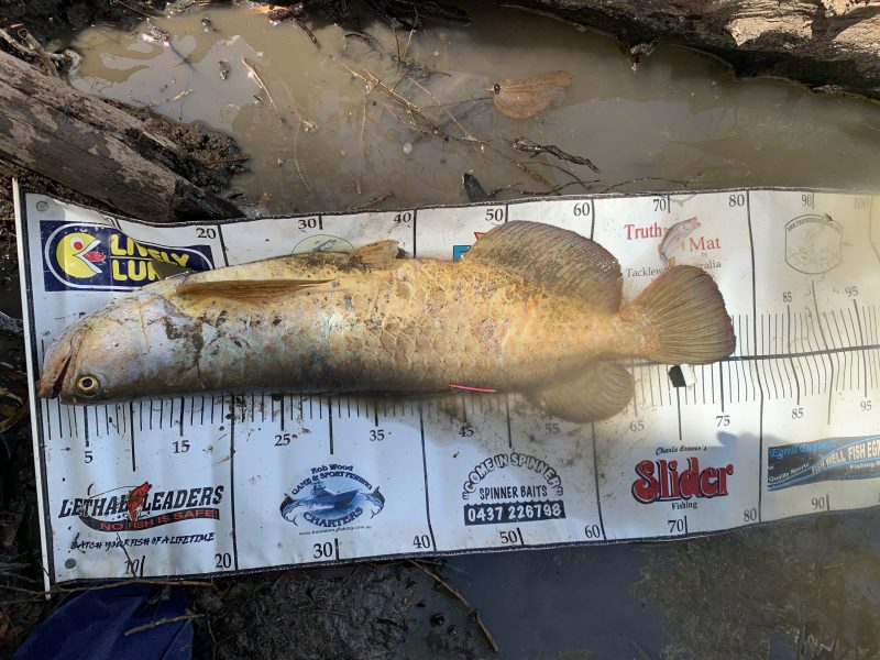 Trophy Fish Leaderboard | Australian National Sportsfishing Association ...