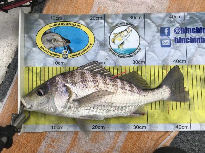 Trophy Fish Leaderboard | Australian National Sportsfishing Association ...
