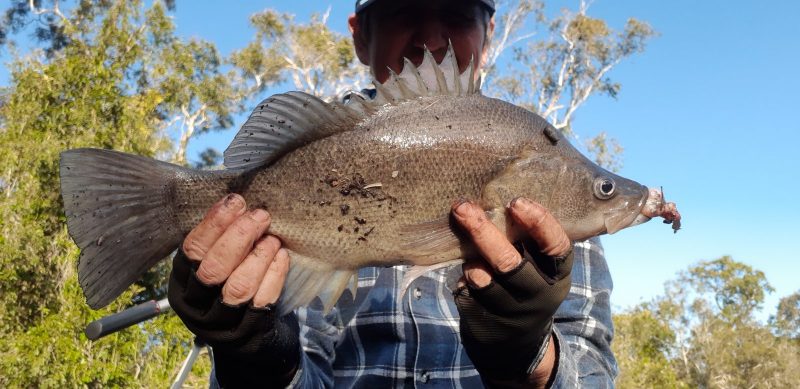 Trophy Fish Leaderboard | Australian National Sportsfishing Association ...