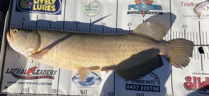 Trophy Fish Leaderboard | Australian National Sportsfishing Association ...