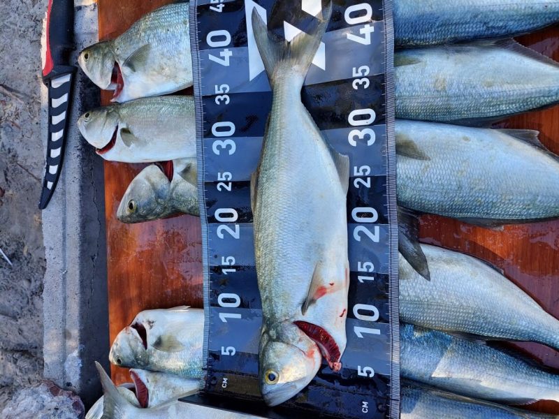 Trophy Fish Leaderboard | Australian National Sportsfishing Association ...