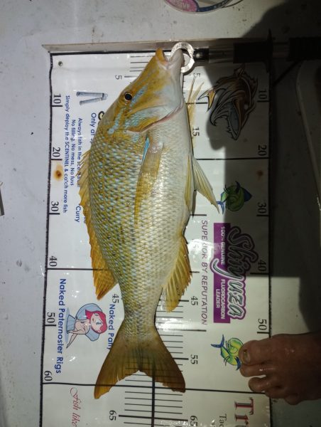 Trophy Fish Leaderboard | Australian National Sportsfishing Association ...