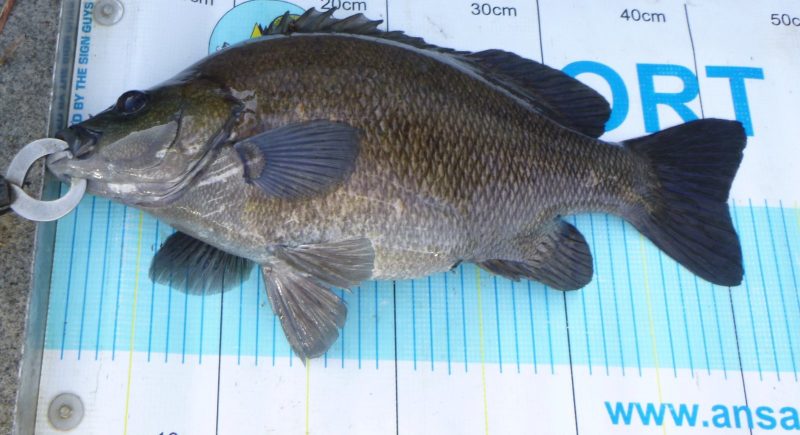 Trophy Fish Leaderboard | Australian National Sportsfishing Association ...